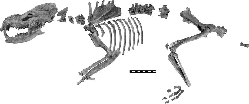 Postcranial Analysis of a Carnivoran-Like Archaic Ungulate: The Case of ...