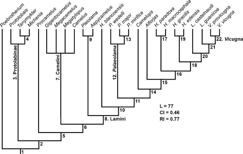 The Camelidae (Mammalia, Artiodactyla) from the Quaternary of South ...