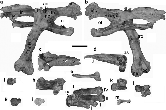 Skeletal Morphology of Palaeocastor peninsulatus (Rodentia, Castoridae ...