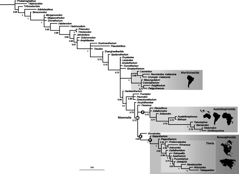 Were There Miocene Meridiolestidans? Assessing the Phylogenetic ...