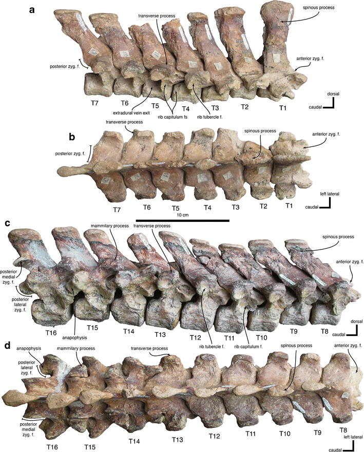 Osteology and Functional Morphology of the Axial Postcranium of the ...