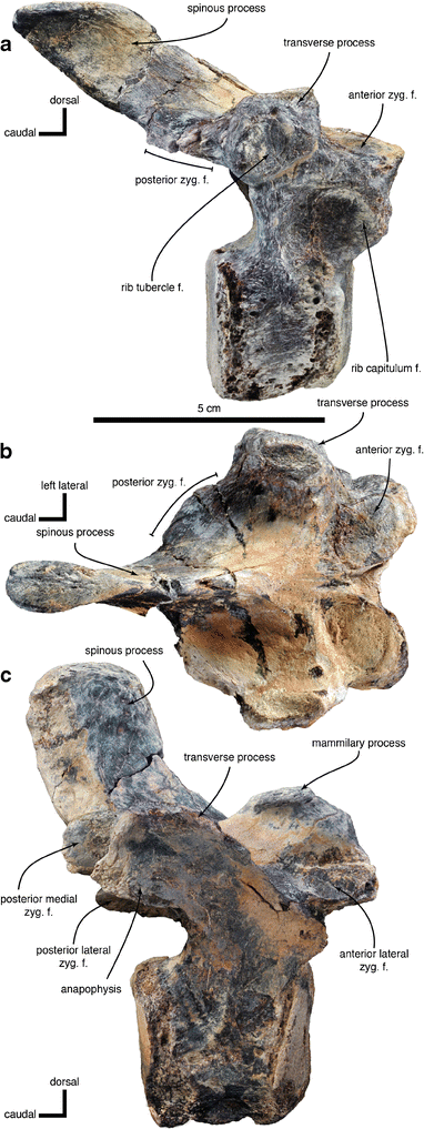 Osteology and Functional Morphology of the Axial Postcranium of the ...
