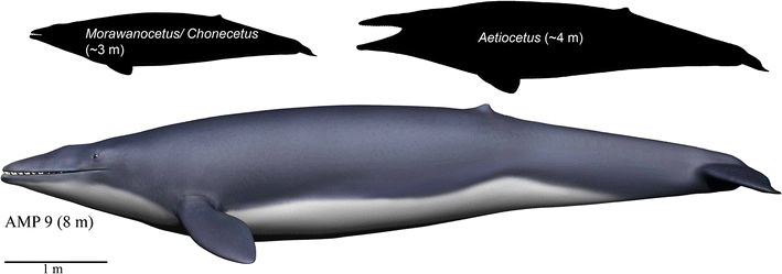 Niche Partitioning in Oligocene Toothed Mysticetes (Mysticeti ...