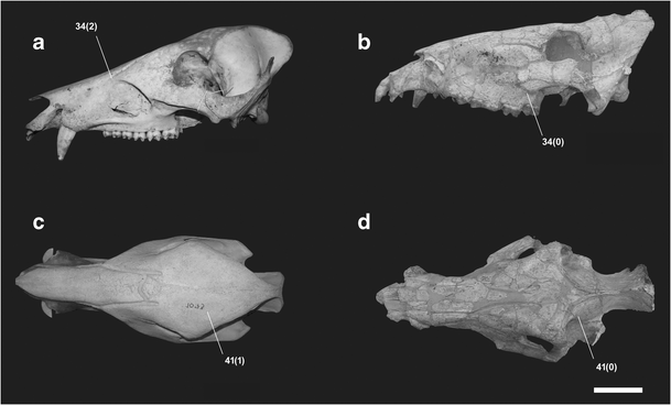 Phylogenetic Systematics of Peccaries (Tayassuidae: Artiodactyla) and a ...