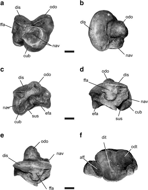 The Concept of a Pedolateral Pes Revisited: The Giant Sloths ...