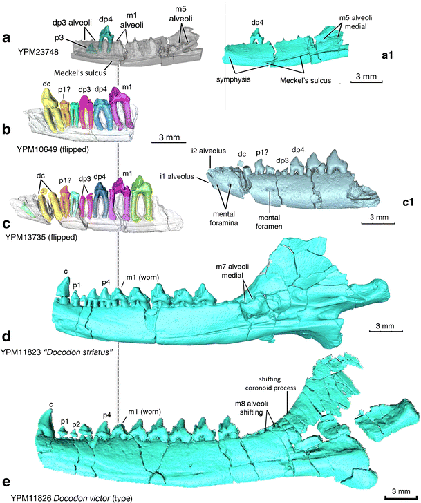 Re-examination of the Jurassic Mammaliaform Docodon victor by Computed ...