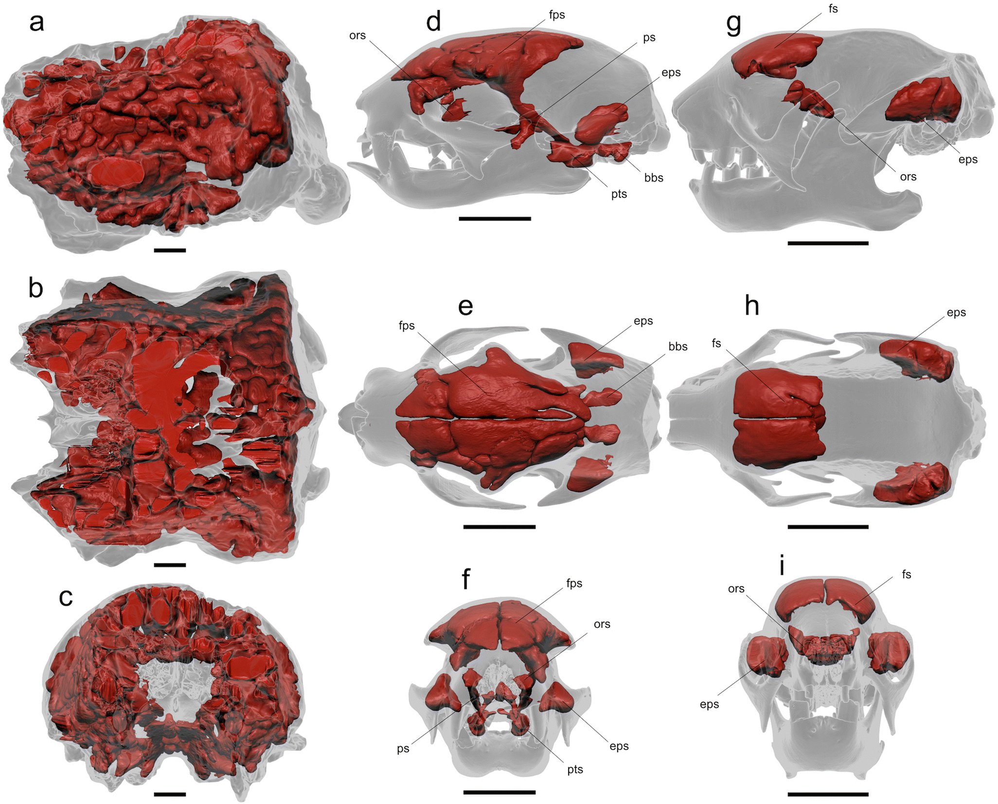 Digital Cranial Endocasts of the Extinct Sloth Glossotherium robustum ...