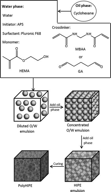 Crosslinked Poly(2-Hydroxyethyl Methacrylate) by Emulsion Templating ...