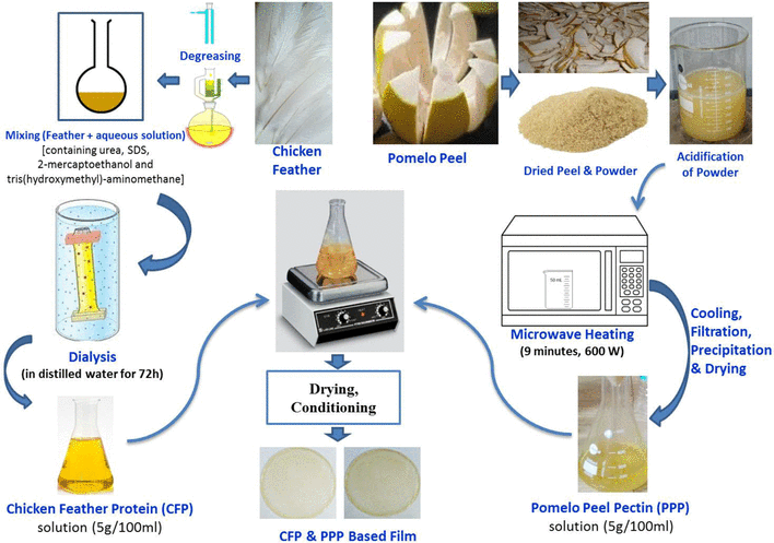 Transformation of Chicken Feather Keratin and Pomelo Peel Pectin into ...