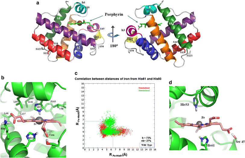 Phosphorylation of Leghemoglobin at S45 is Most Effective to Disrupt ...
