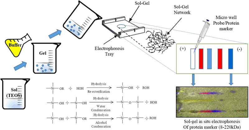 Modified sol–gel processed silica matrix for gel electrophoresis applications | SpringerLink