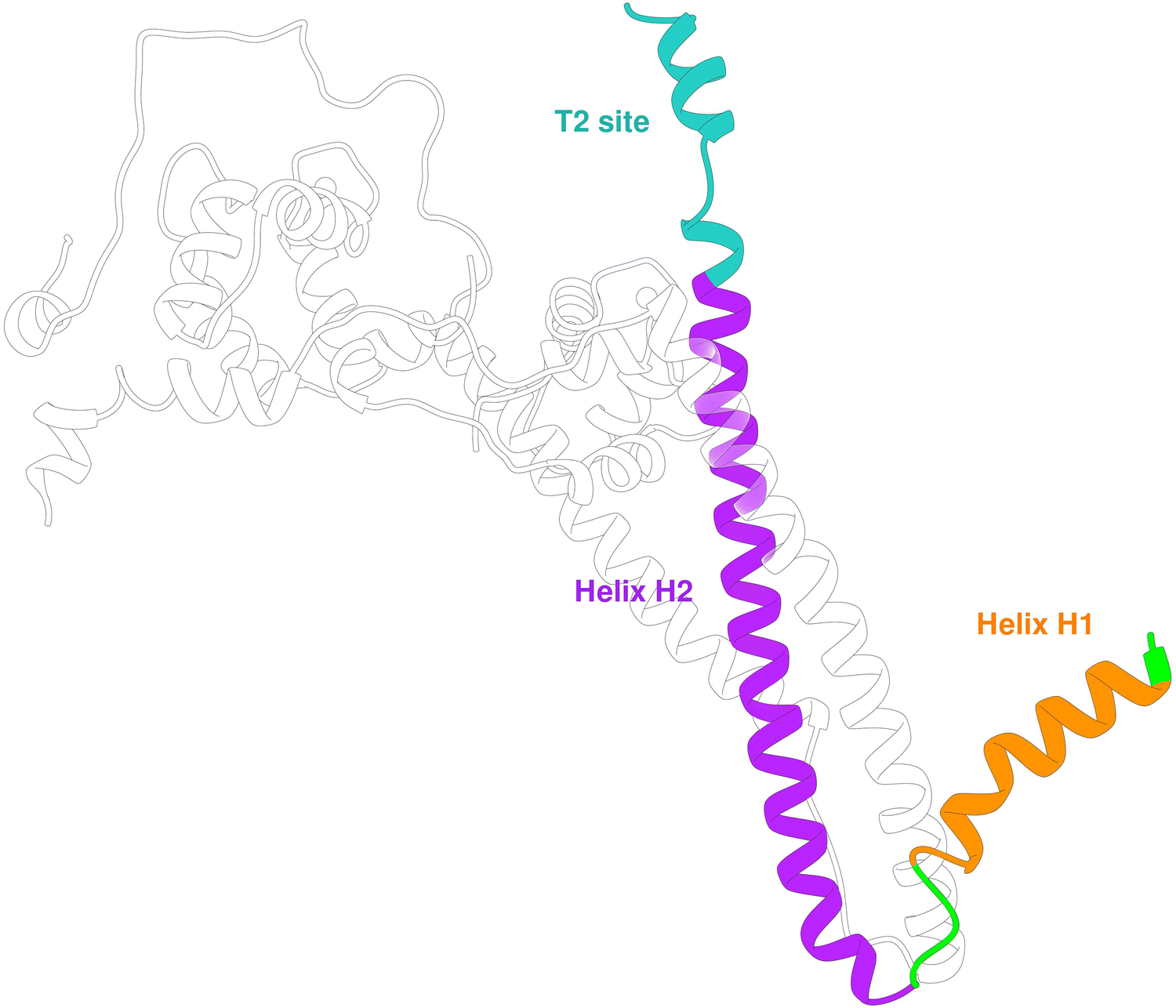 Troponin structure and function: a view of recent progress | SpringerLink
