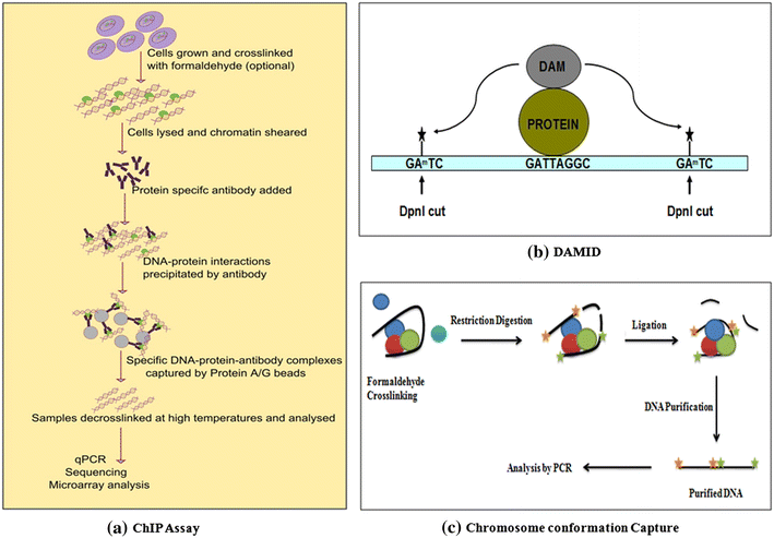 DNA–protein interactions: methods for detection and analysis | SpringerLink