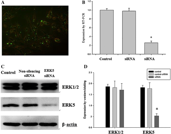 ERK5 signalling pathway is essential for fluid shear stress-induced COX ...