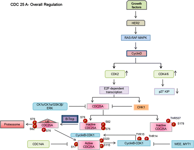 Phosphatases and kinases regulating CDC25 activity in the cell cycle ...