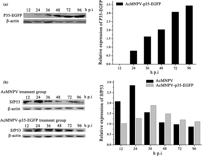 Baculovirus antiapoptotic protein P35 regulated the host apoptosis to ...
