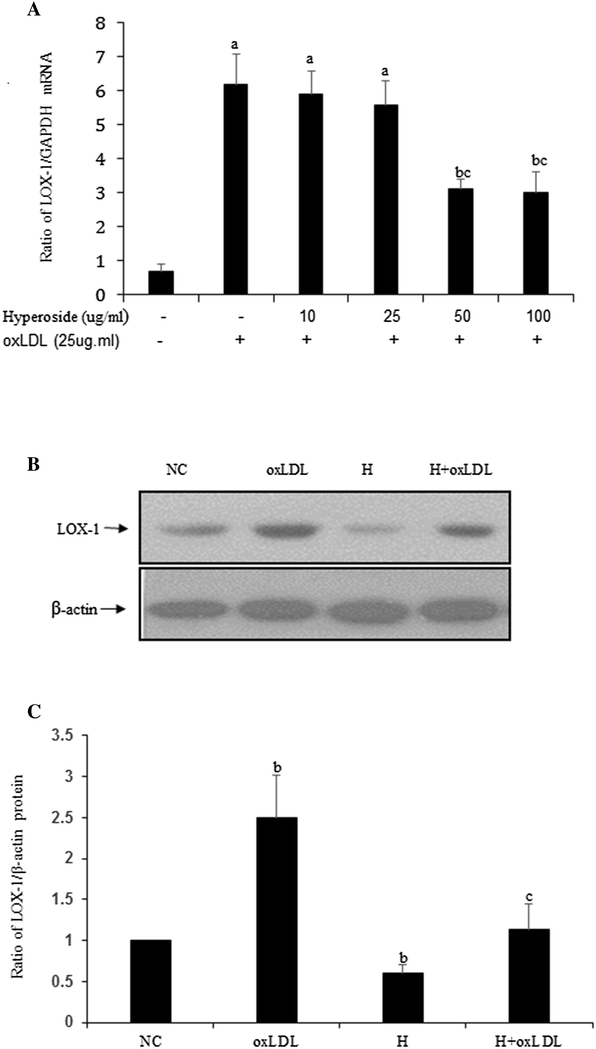 Hyperoside inhibits the effects induced by oxidized low-density ...