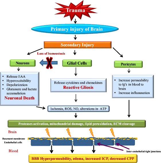 Blood–brain barrier dysfunction following traumatic brain injury ...