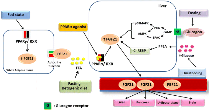 Potential roles of fibroblast growth factor 21 in the brain | SpringerLink