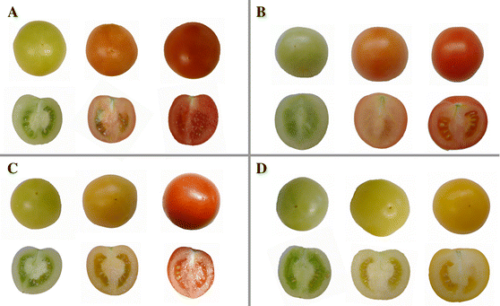 Induced point mutations in the phytoene synthase 1 gene cause ...