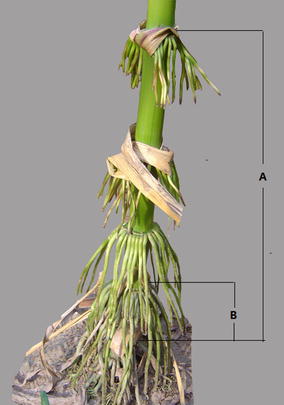 QTL mapping and epistasis analysis of brace root traits in maize ...