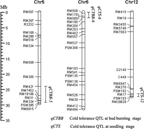 Identification and pyramiding of QTLs for cold tolerance at the bud bursting and the seedling ...