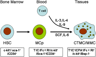 Molecular regulation of mast cell development and maturation | SpringerLink