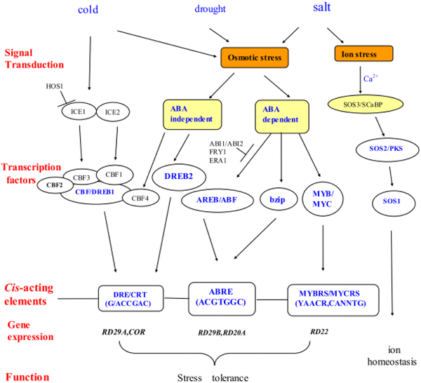 Signal transduction during cold, salt, and drought stresses in plants ...