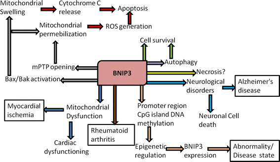 Structure, function, and epigenetic regulation of BNIP3: a ...