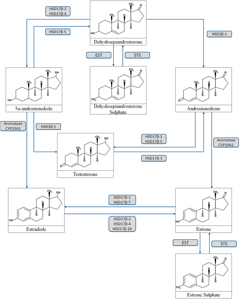 Exploring estrogenic activity in lung cancer | SpringerLink