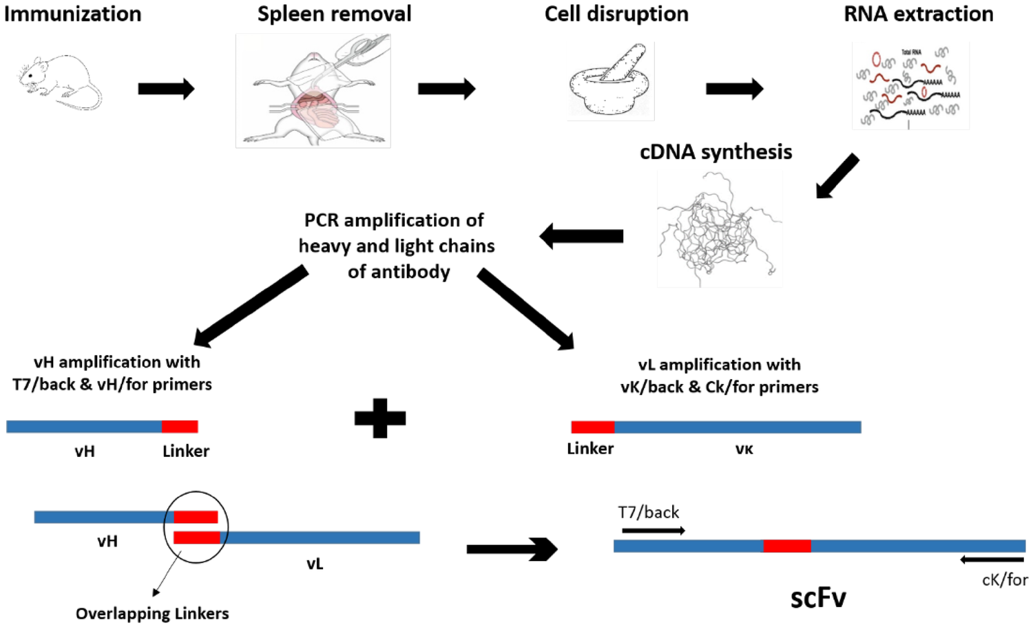 Development of a novel anti-HER2 scFv by ribosome display and in silico ...