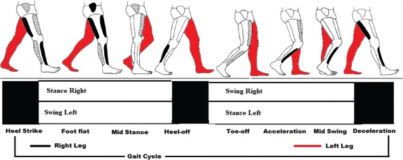 A study on human gait dynamics: modeling and simulations on OpenSim ...