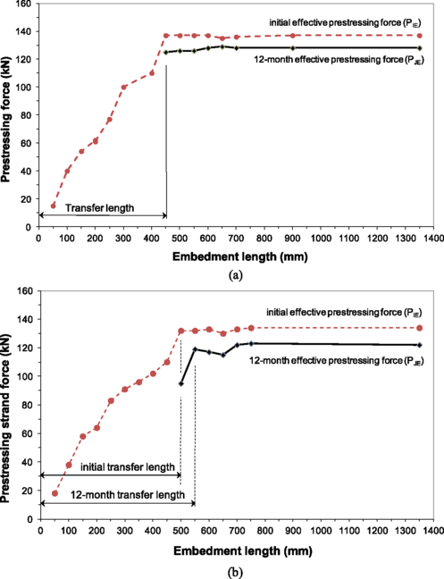 Time-dependent evolution of strand transfer length in pretensioned ...