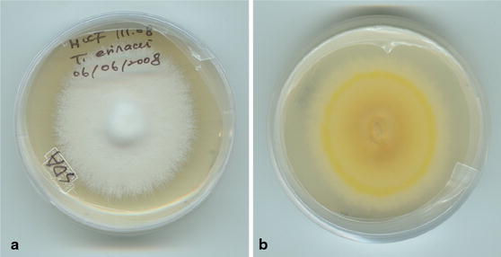 Trichophyton erinacei Infection from a Hedgehog: A Case Report from ...