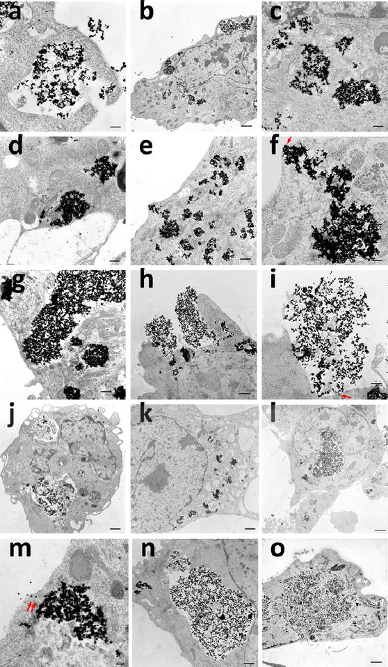 Fate of cerium dioxide nanoparticles in endothelial cells: exocytosis ...