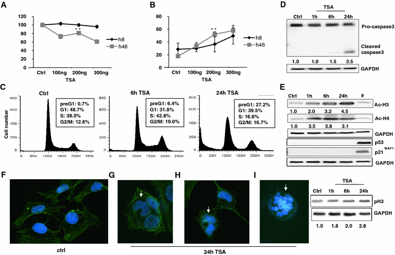 P53-dependent antiproliferative and pro-apoptotic effects of ...