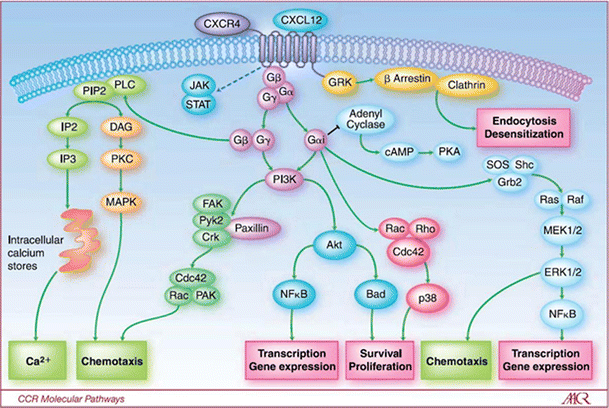 The role of the CXCR4 cell surface chemokine receptor in glioma biology ...