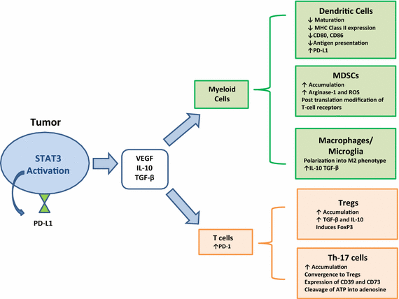 The role of STAT3 in tumor-mediated immune suppression | SpringerLink