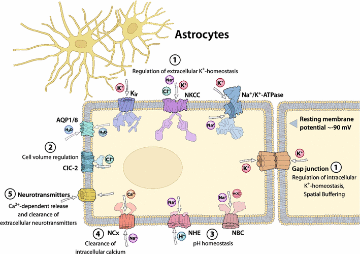 The role of ion channels in malignant brain tumors | SpringerLink