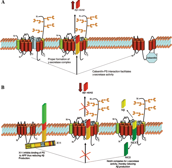 The Role of Presenilin and its Interacting Proteins in the Biogenesis ...