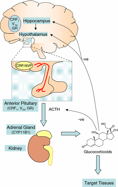 Innovative Approaches for the Treatment of Depression: Targeting the ...