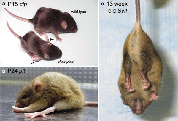 Mouse Forward Genetics in the Study of the Peripheral Nervous System ...