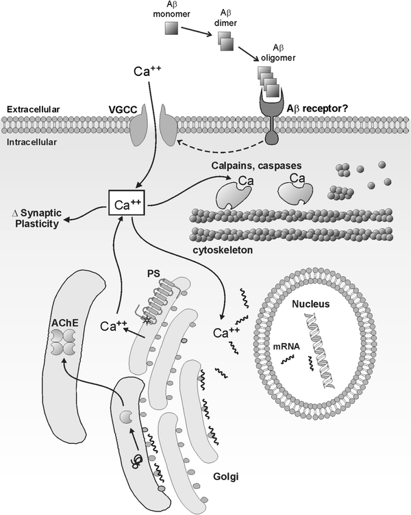 Dysregulation of Calcium Homeostasis in Alzheimer’s Disease | SpringerLink