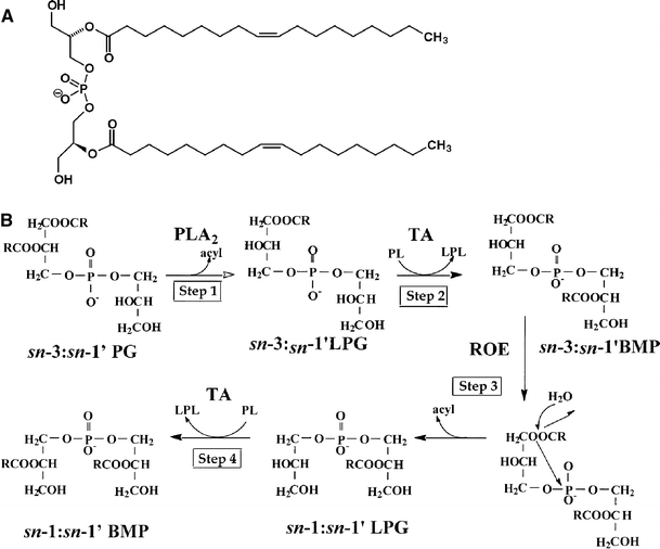 Biological Function of the Cellular Lipid BMP—BMP as a Key Activator ...