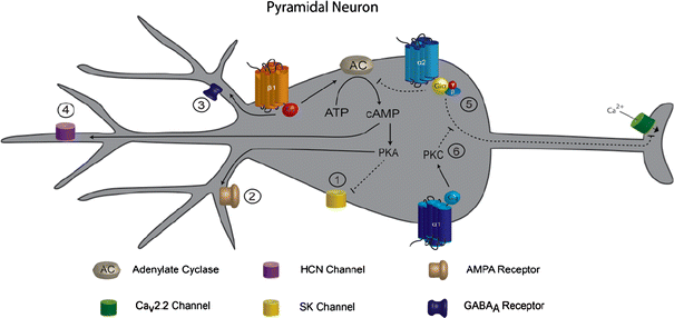 Norepinephrine: A Neuromodulator That Boosts the Function of Multiple ...