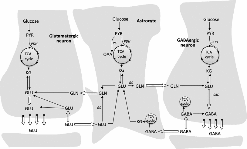 The Glutamine–Glutamate/GABA Cycle: Function, Regional Differences in Glutamate and GABA ...
