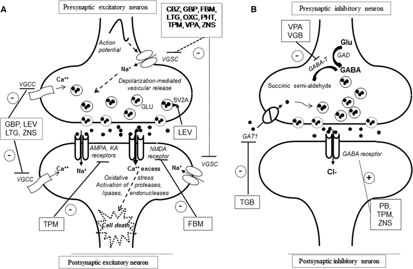 Neuroprotection as a Potential Therapeutic Perspective in ...