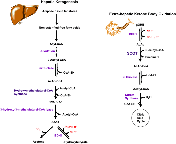 β-Hydroxybutyrate in the Brain: One Molecule, Multiple Mechanisms ...