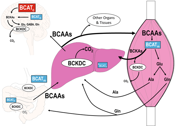 Branched-Chain Amino Acids and Brain Metabolism | SpringerLink