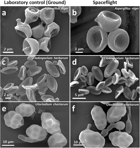 Fungal Spores Viability on the International Space Station | SpringerLink